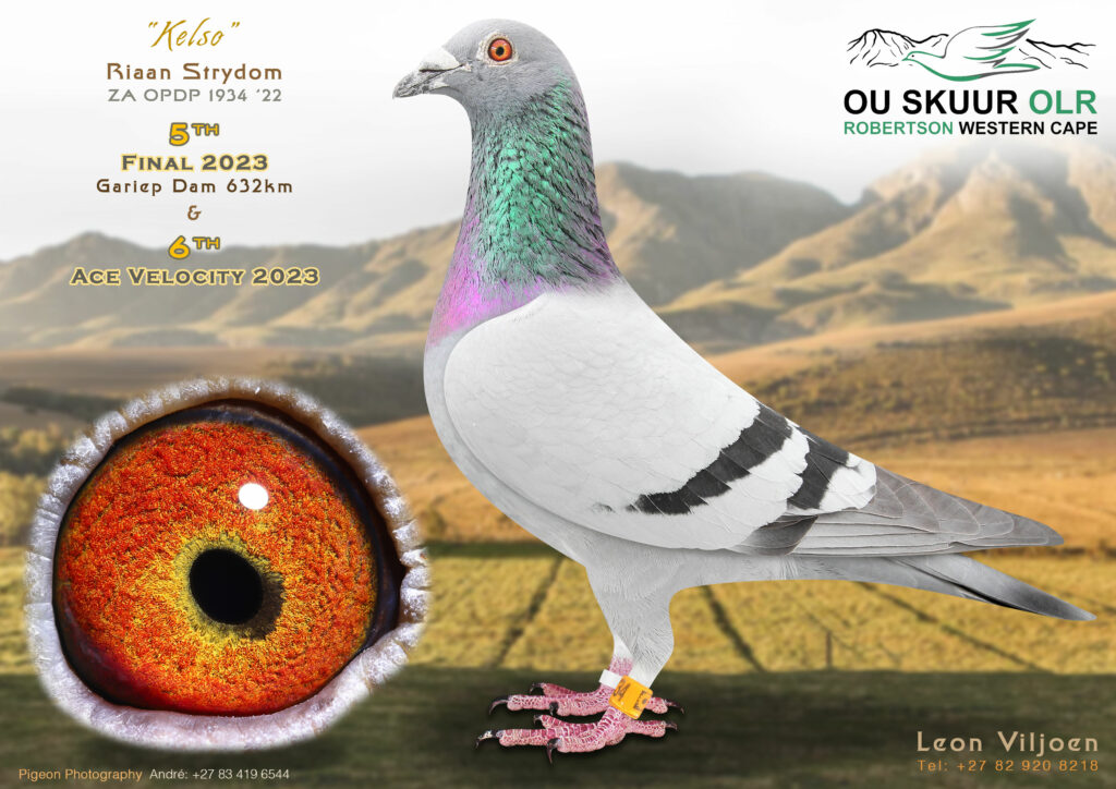 LOT 5: ZA 22 OPDP 1934 (C) - Entered by: Riaan Strydom - 5th Final Race ...