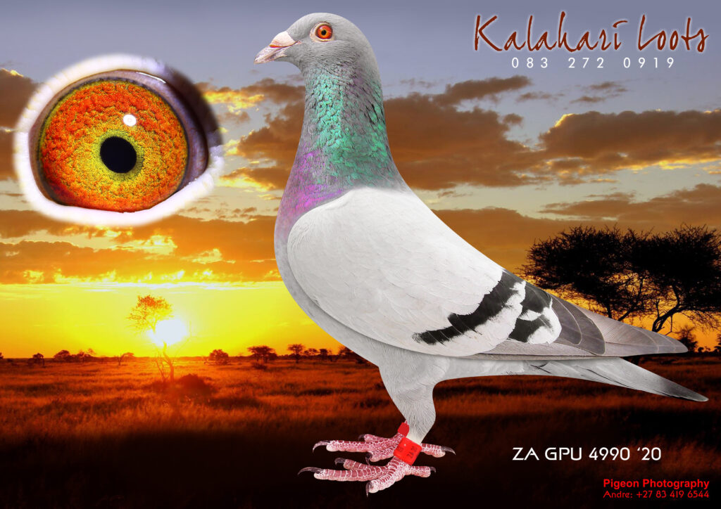 LOT 1: ZA 20 GPU 4990 (C) - Bred from the best Oswald/Van Loon genetics ...