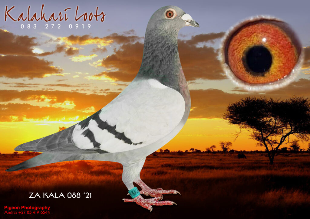 LOT 5: ZA 21 Kalahari Loots 088 (H) - Best from Kalahari Loots Blue ...