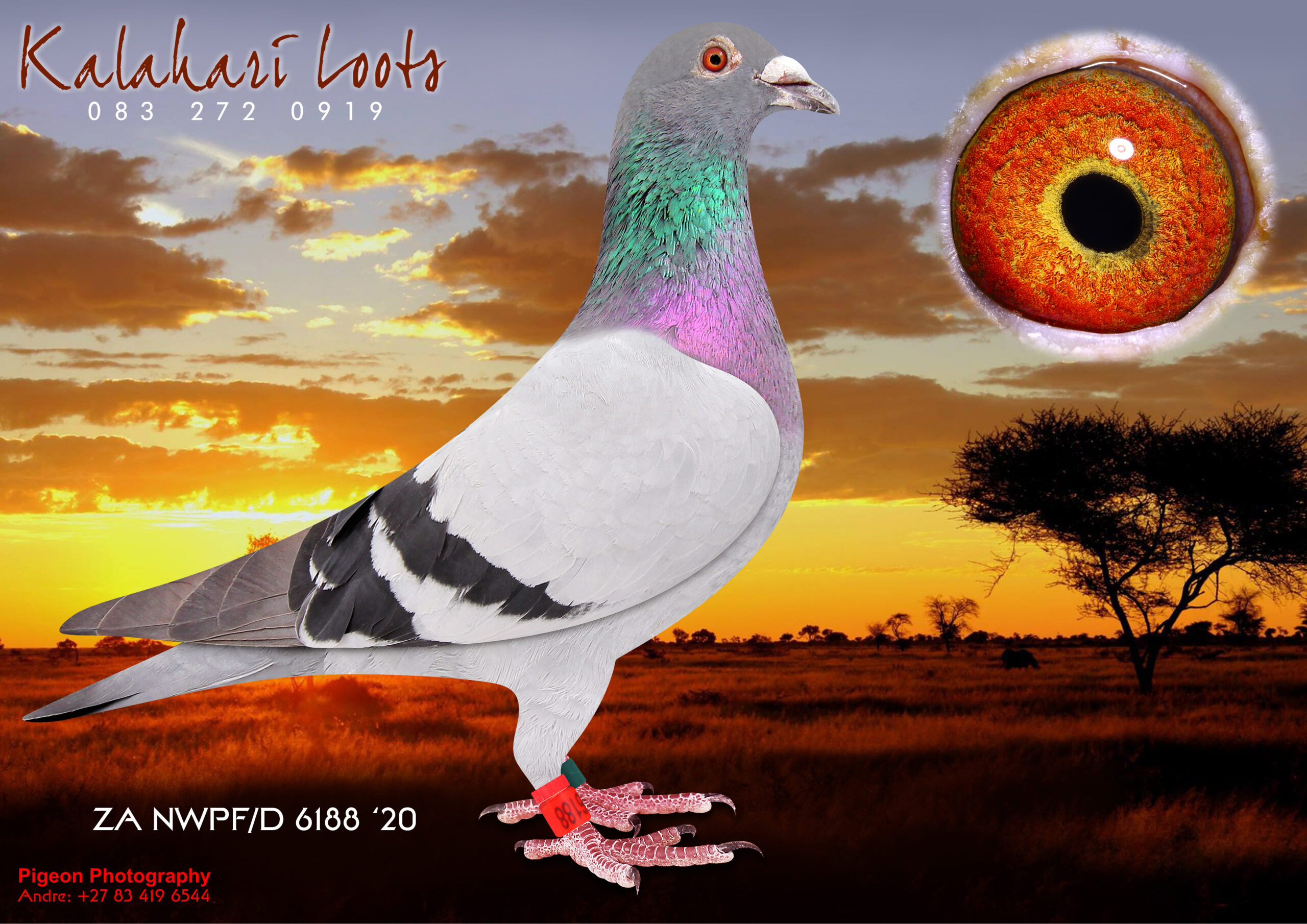 LOT 2: ZA 20 NWPF-D 6188 (C) - Super Stock Gigi Gaddin / Original ...