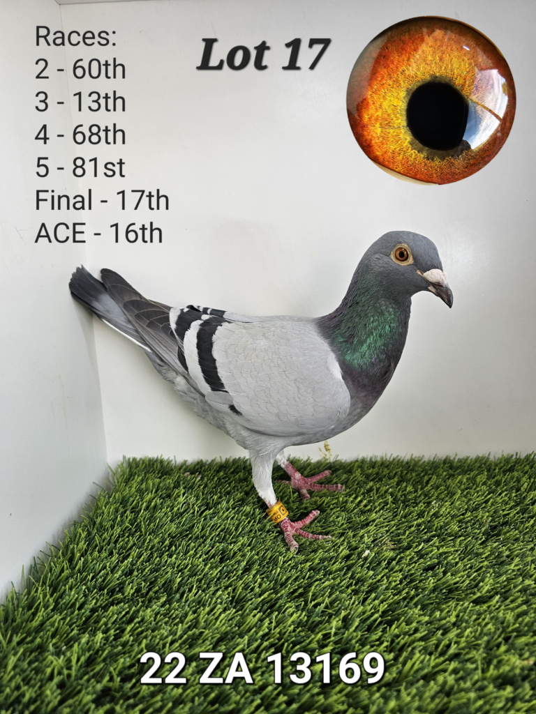 LOT 17: ZA 22 13169 (C) - ENTERED BY: JACQUES & ROCHE - RACE 2: 60TH ...