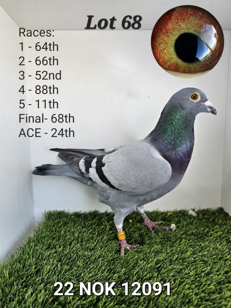 LOT 68: ZA 22 NOK 12091 (C) - ENTERED BY: FOURIE HOKKE SPAN 3 - RACE 1: 64TH - RACE 2: 66TH ...