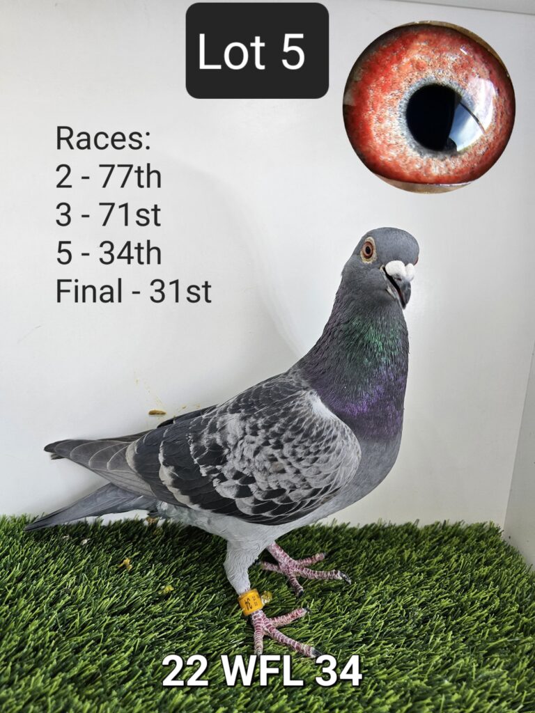 LOT 5: ZA 22 WFL 34 (H) - ENTERED BY: WINNERS FLIGHT - RACE 2: 77TH ...