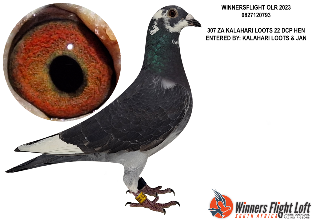 LOT 58: ZA 22 KALAHARI LOOTS 307 (H) - Entered by: Kalahari Loots & Jan ...