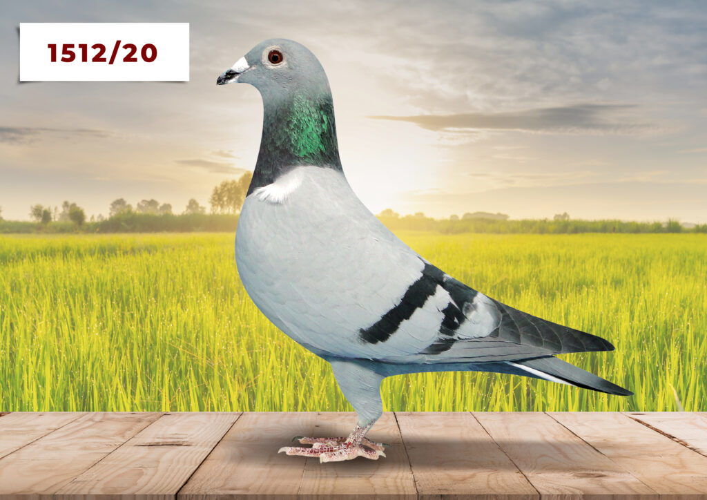 LOT 29: ZA 20 1512 - STUDY THE PEDIGREE !!! - THIS IS SUPER !!! - Best Pigeon