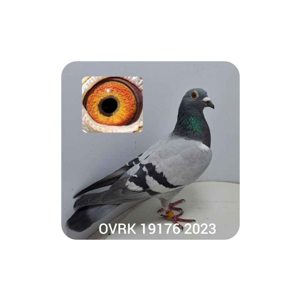 LOT 59 - ZA OVRF 19176 2022 – Skywatch Lofts - HOUBEN/CLAUSING/810 ...