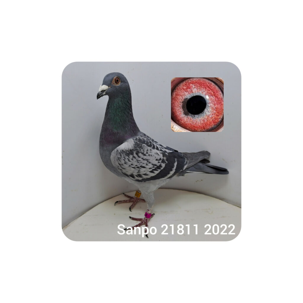 LOT 16: ZA 22 SANPO 21811 - ENTERED BY: CHARLES BENN - Bred out of De Zutter/Janssen Arendonk ...