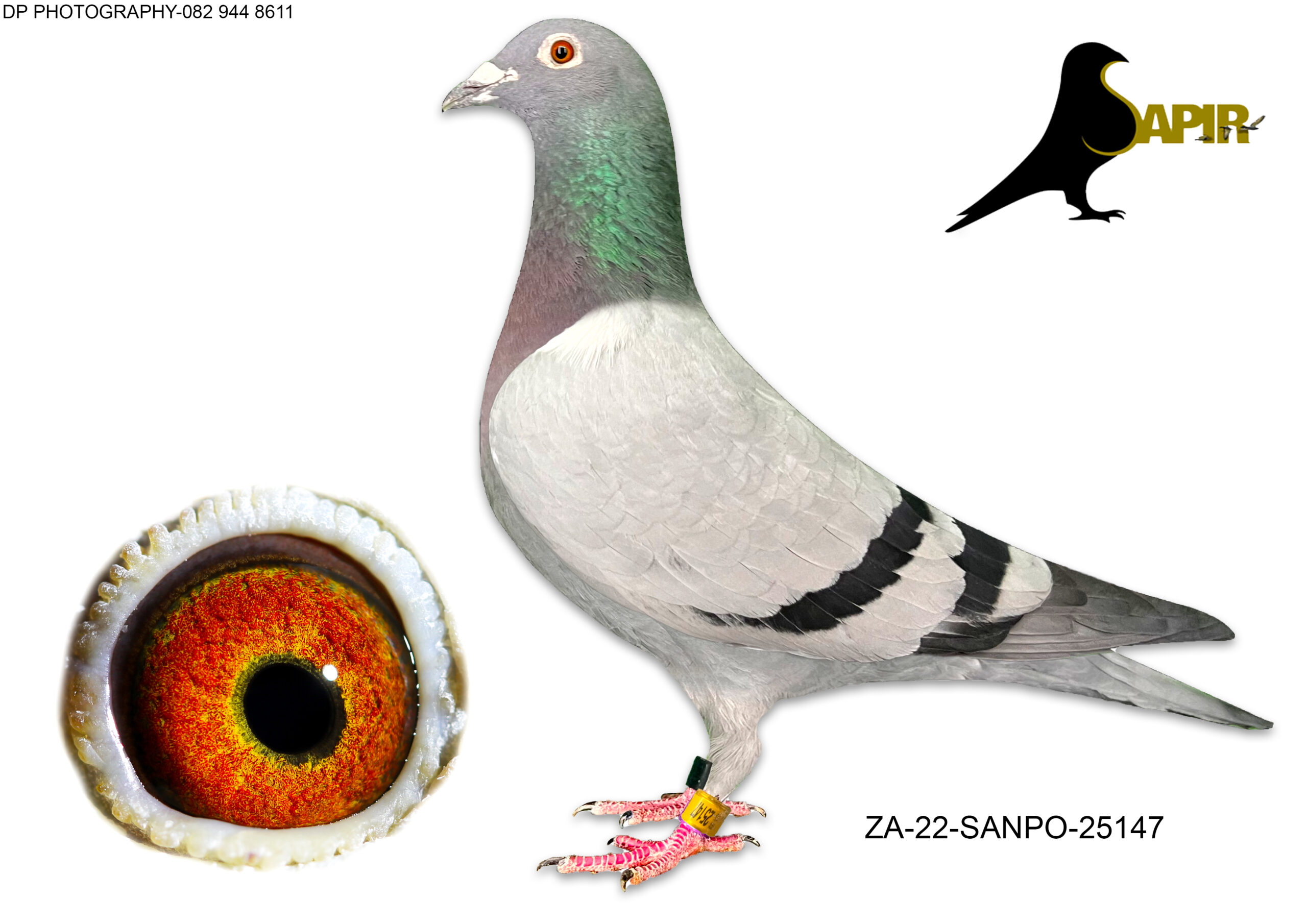 LOT 41: ZA 22 SANPO 25147 (C) - ENTERED BY: DANIE ERASMUS - STUDY THE ...