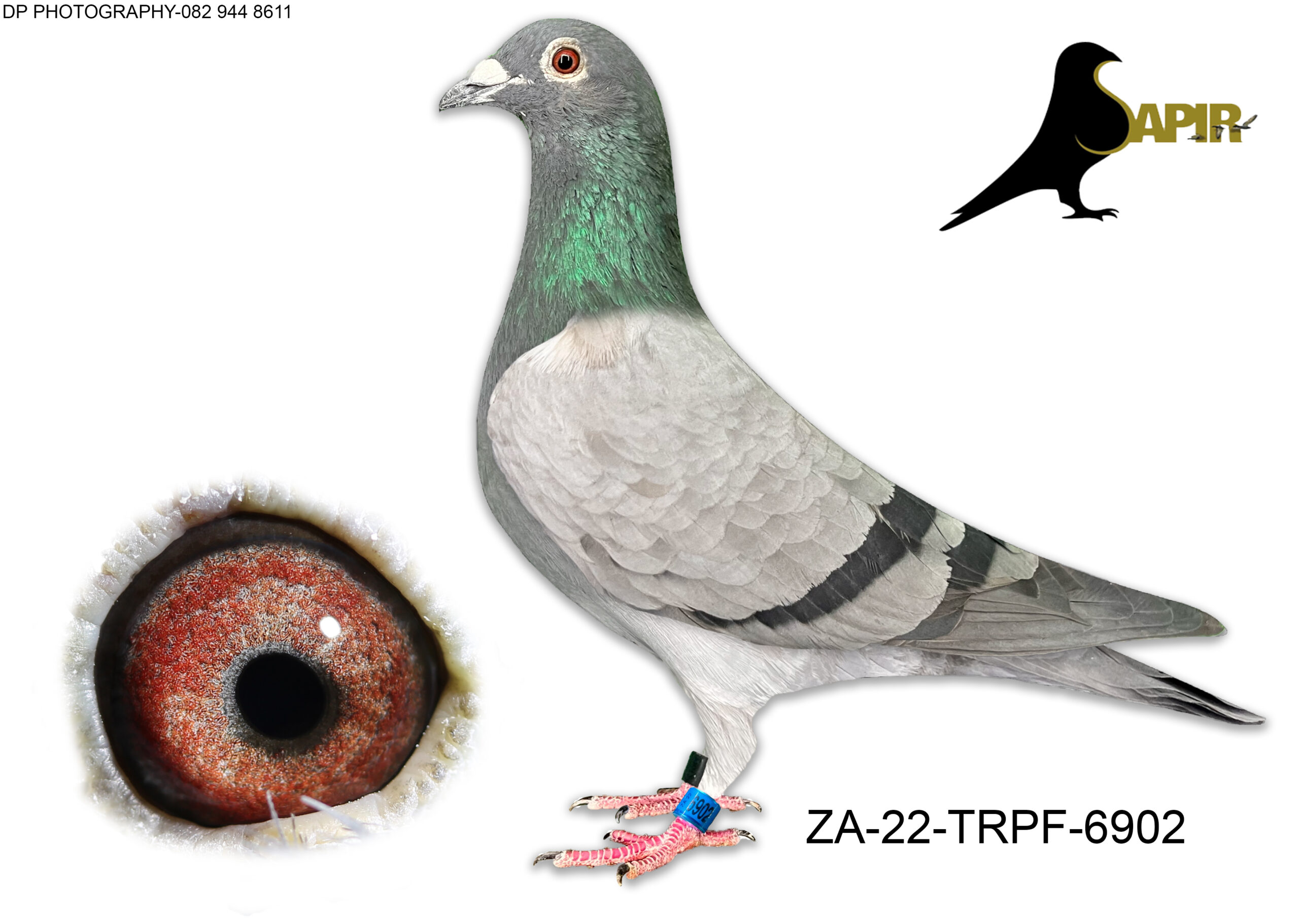 LOT 20: ZA-22-TRPF-6902 (H) - ENTERED BY: MCDERMOTT LOFTS - THIS IS A SUPER PIGEON !!! THE SIRE ...