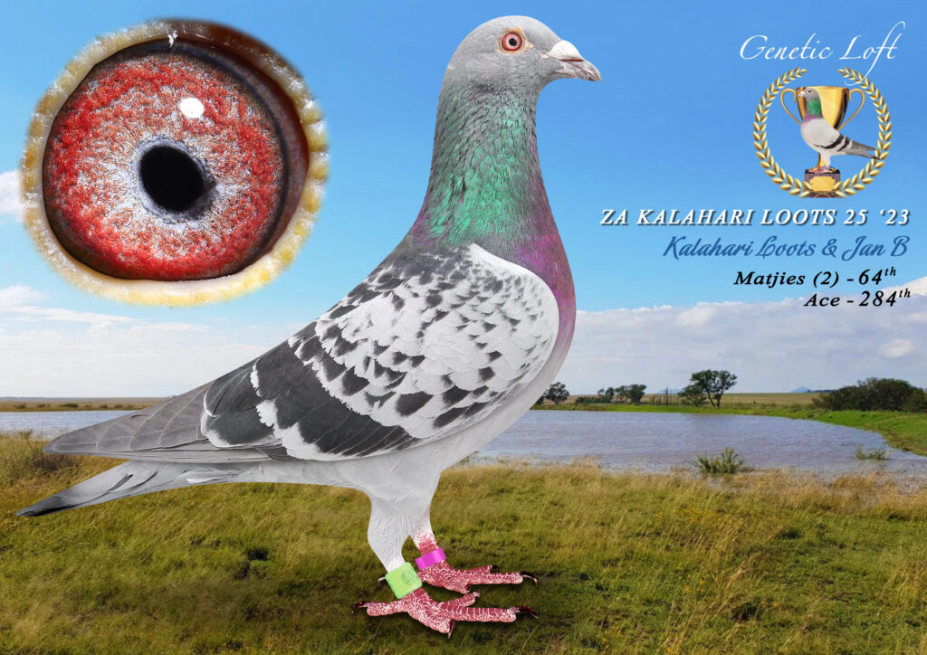 LOT 45: ZA-23-KALAHARI LOOTS -25 (H) - Entered by: Kalahari Loots & Jan ...