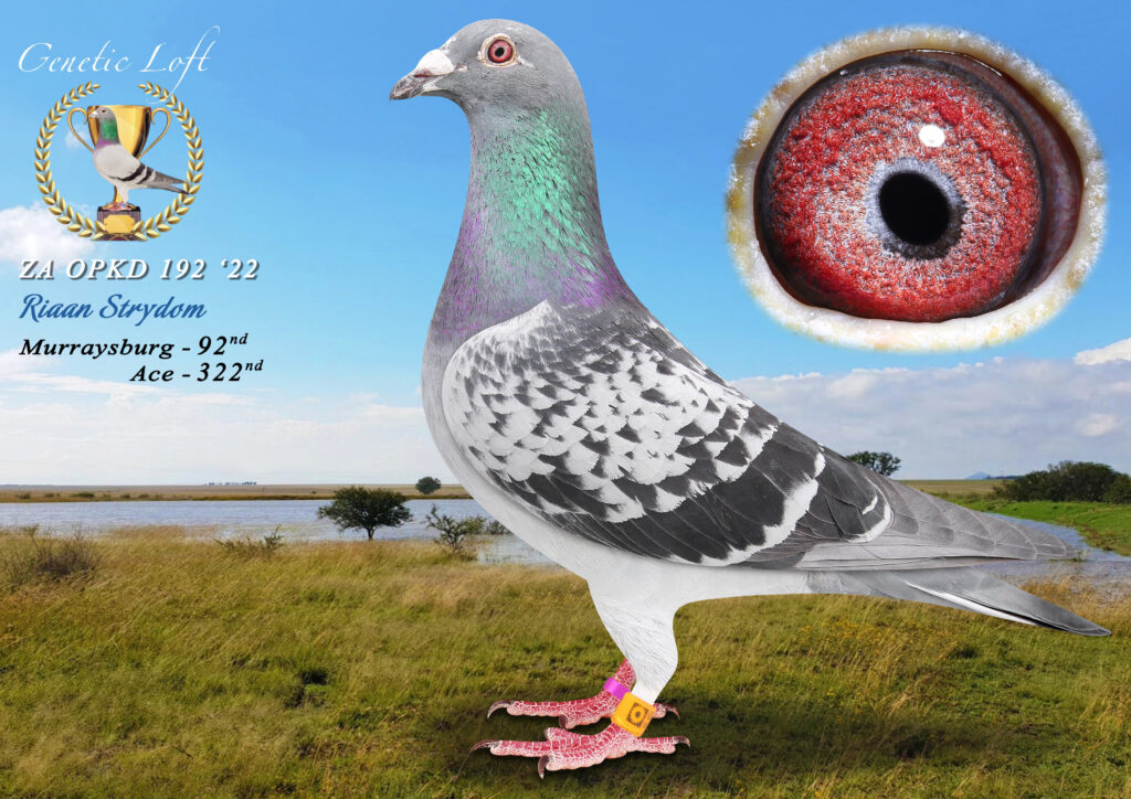 LOT 42: ZA-22-OPKD-192 (C) - Entered by: Riaan Strydom - Best Pigeon