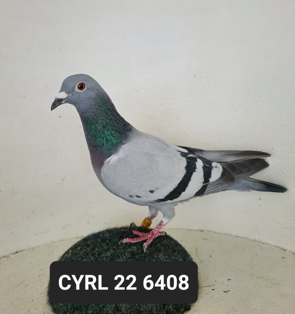 LOT 40: ZA 6408 CYRL 22 (H) - ENTERED BY: German Connection - MAKE SURE TO STUDY THE PEDIGREE ...