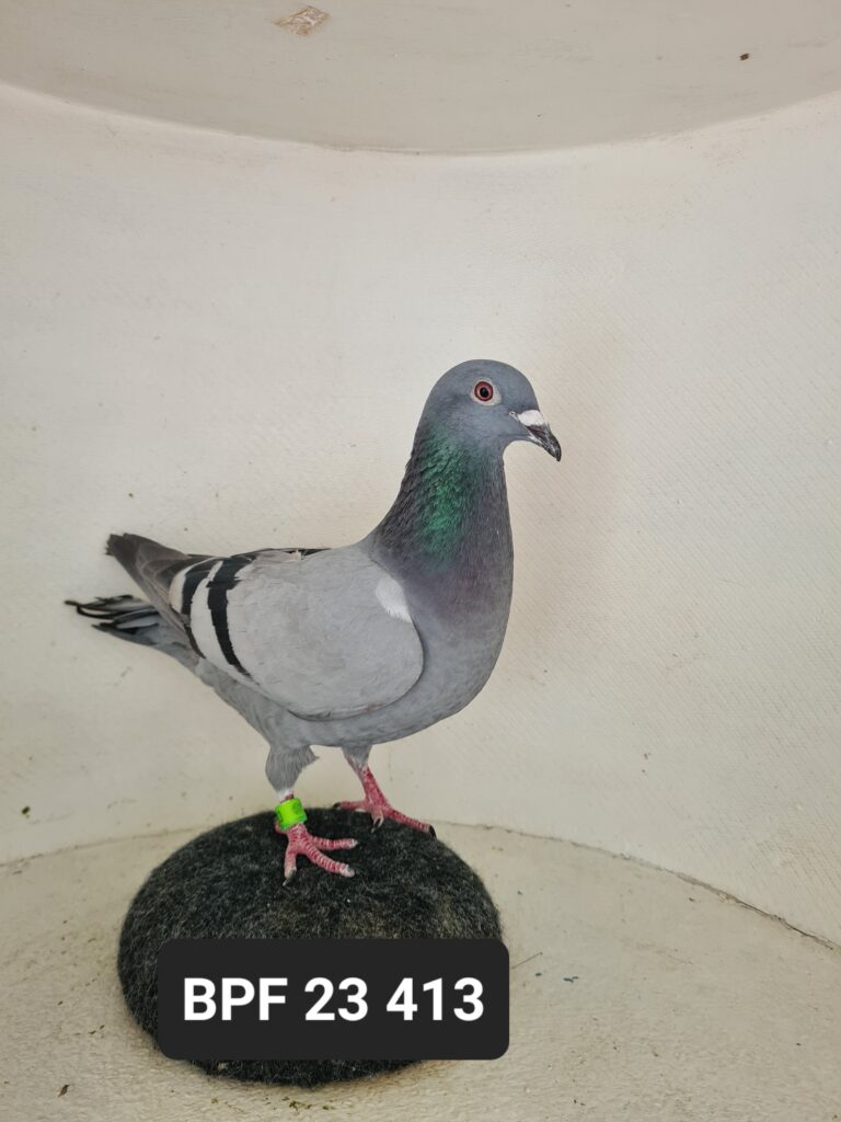 LOT 83: ZA 413 BPF 23 (H) - ENTERED BY: Kingslea Lofts - 413’s sire BPFD 41 bred ZA 22 BPFD 140 ...