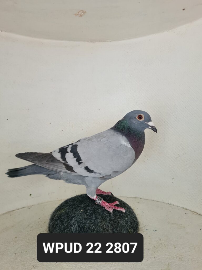 LOT 85: ZA 2807 WPUD 22 (H) - ENTERED BY: Marnes Nel - Bred out of my ...