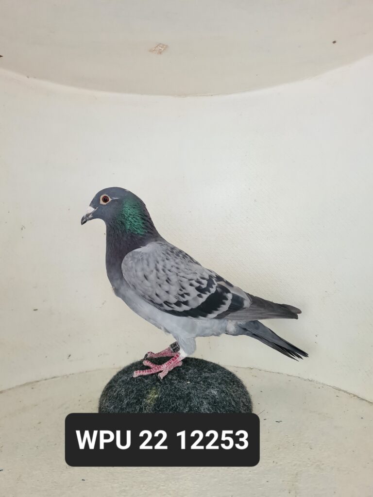 LOT 87: ZA 12253 WPU 22 (H) - ENTERED BY: Marnes Nel - Bred out of a cock from the old Butch ...