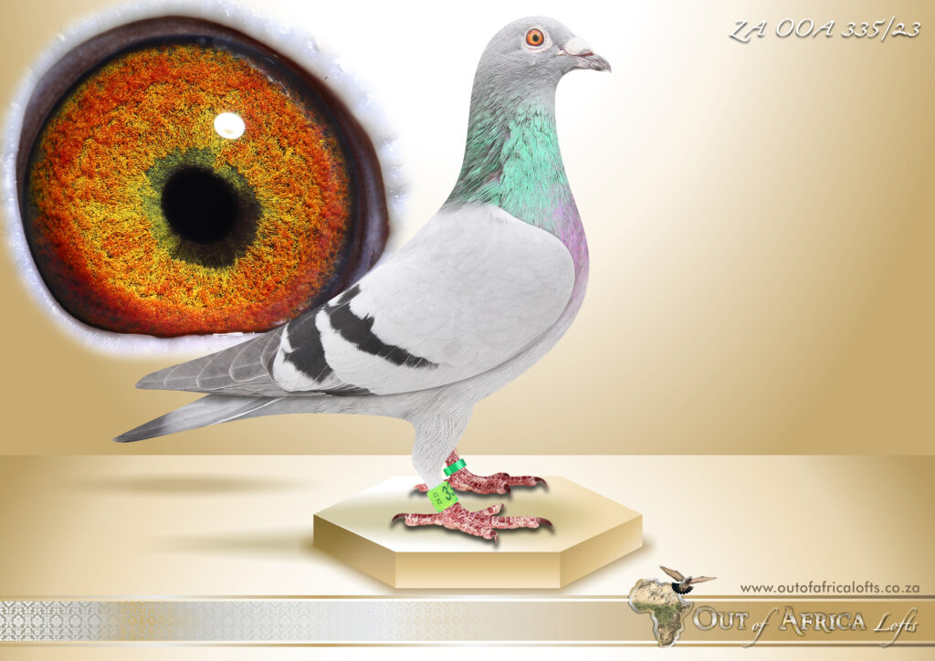 LOT 4: ZA OOA 335/23 (C) - " 7 X SUPERBREEDER 810 “ - This superb ...