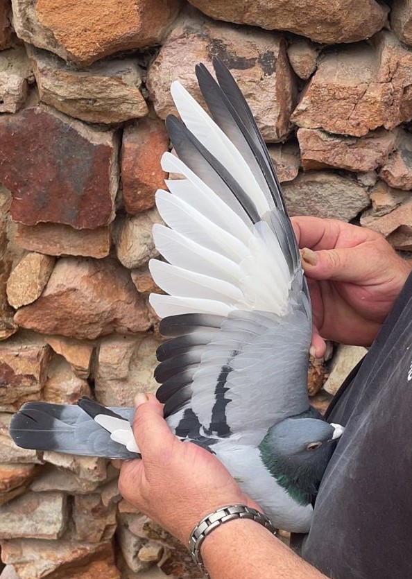 LOT 6: ZA VPU 9538/22 (C) - LINEBRED 8 TIMES TO 810 SUPERBREEDER ...