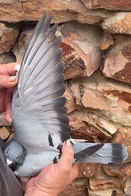 LOT 12: ZA VPU 9585/22 (H) - “ CREAM OF OOA 810 LINES “- This hen is ...