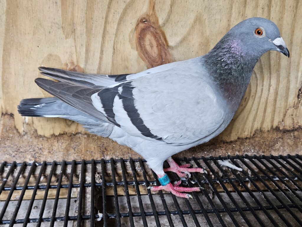 LOT 1: ZA 21 EDEN 06803 (H) - BRED FROM SUPER GENETICS !!! - THE SIRE ...