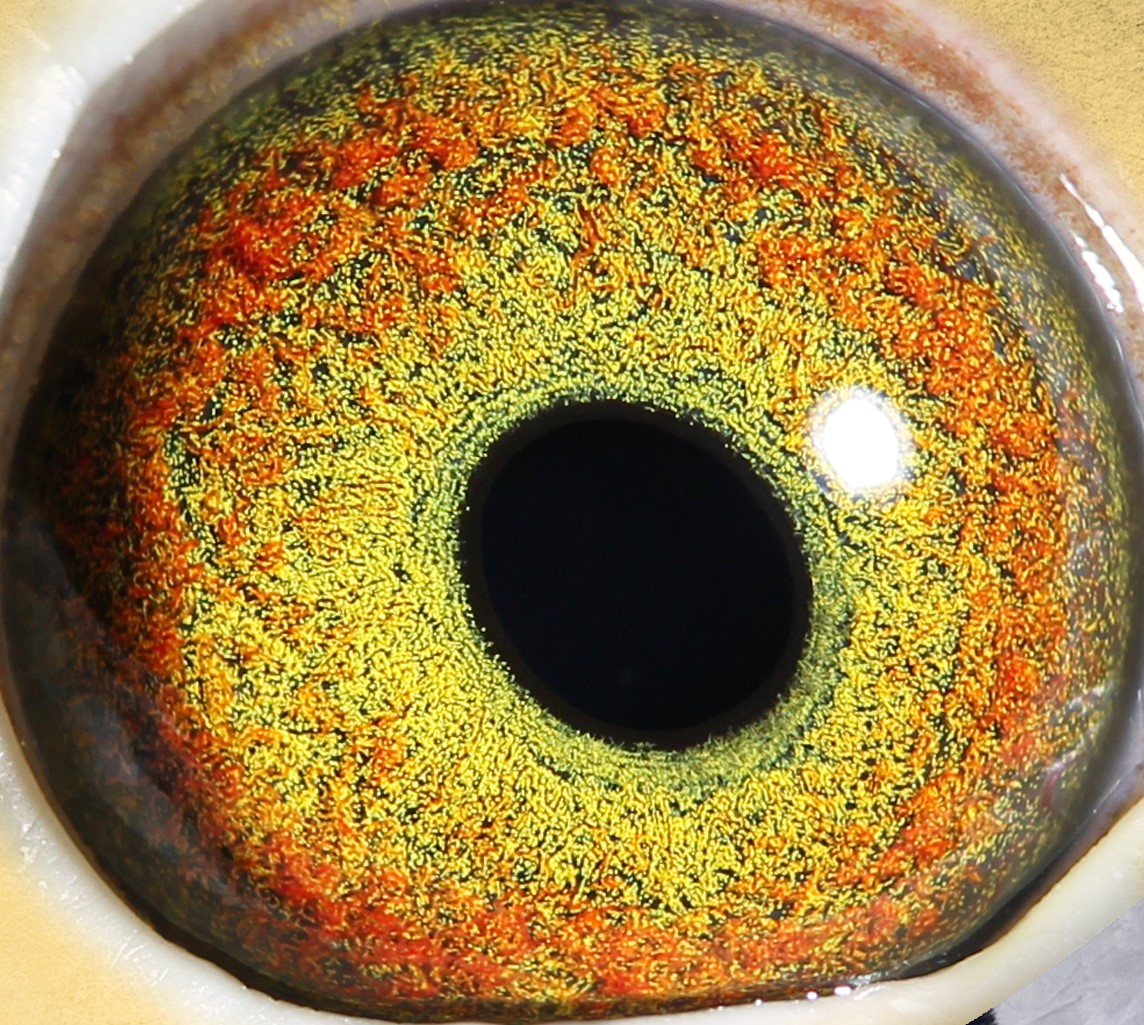 LOT 7: ZA OOA 84/23 (C) - “ NEW LEGEND LOCK “ - Well balanced cock ...