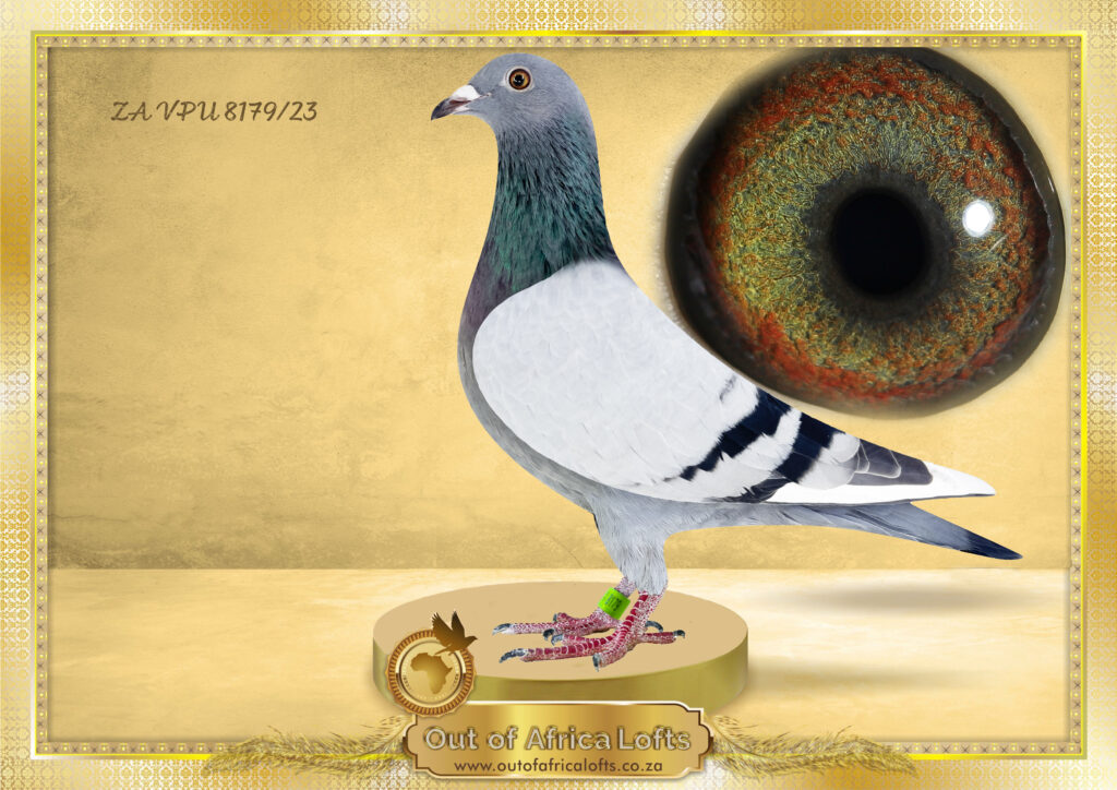 LOT 7: ZA VPU 8179/23 (H) - “ ONE LOFT ACE LINE “ - ***** do not miss ...