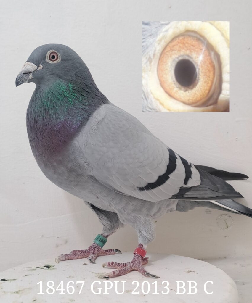 LOT 17: ZA 13 GPU 18467 (C) - "De Rauw - Sablon" - BRED BACK TO THE ...