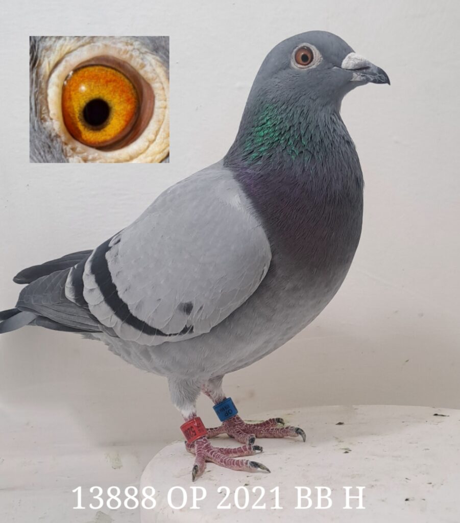 LOT 14: ZA 21 OP 13888 (H) - BRED BACK TO "HARRY" AND "BIRDY" - THIS IS ...