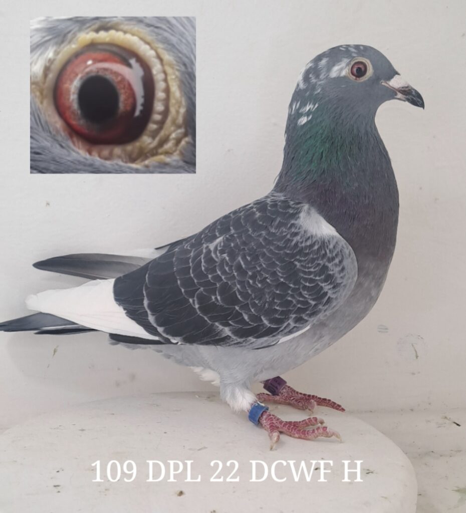 LOT 23: ZA 22 DPL 109 (H) - "Kanibaal & Iraq" - THIS IS A SUPER PIGEON !!! - THE SIRE: Sire ...