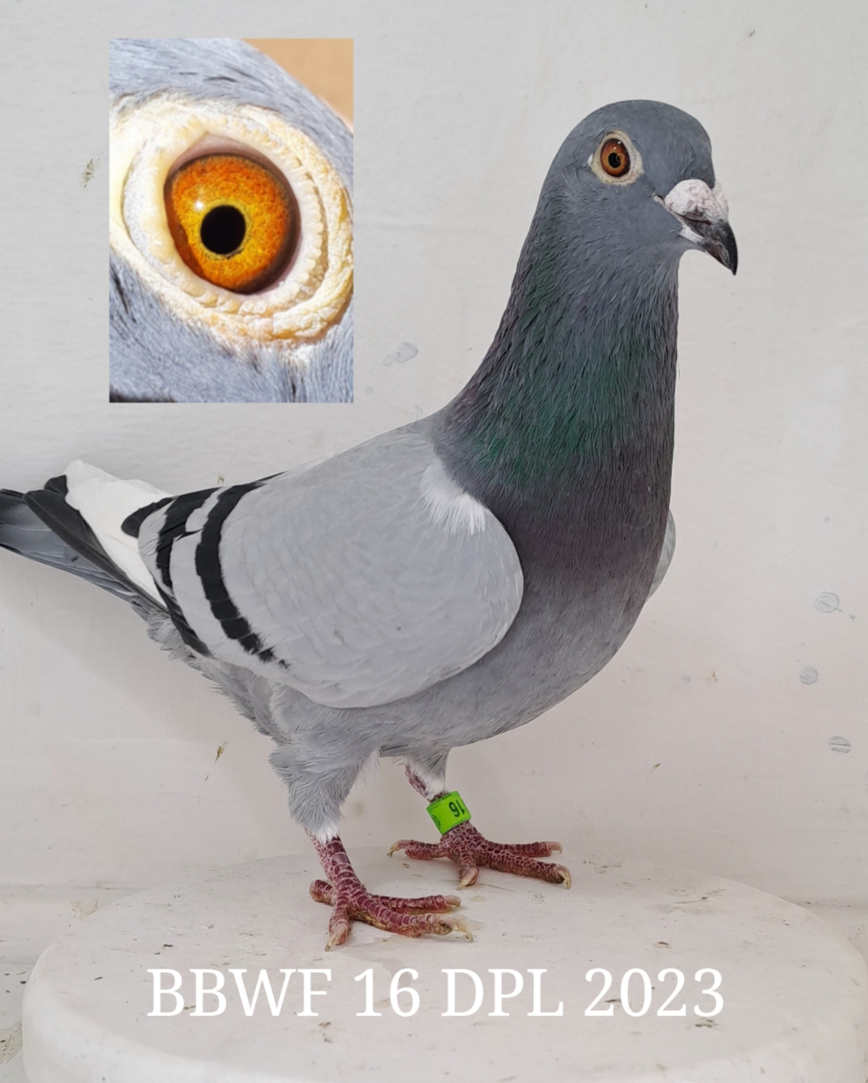 LOT 37: ZA 22 DPL 16 (H) - BRED FROM SUPER TOM LOCK - VAN RHJN GENETICS - STUDY THE PEDIGREE ...