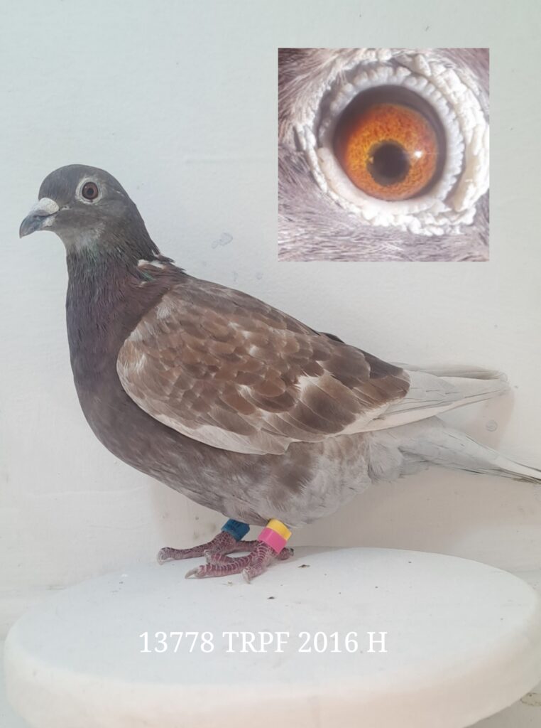 LOT 7: ZA 16 TRPF 13778 (H) - "GEBR JANNSEN" - BOUGHT FOR R6500 JULY 2021 - BRED FROM ...