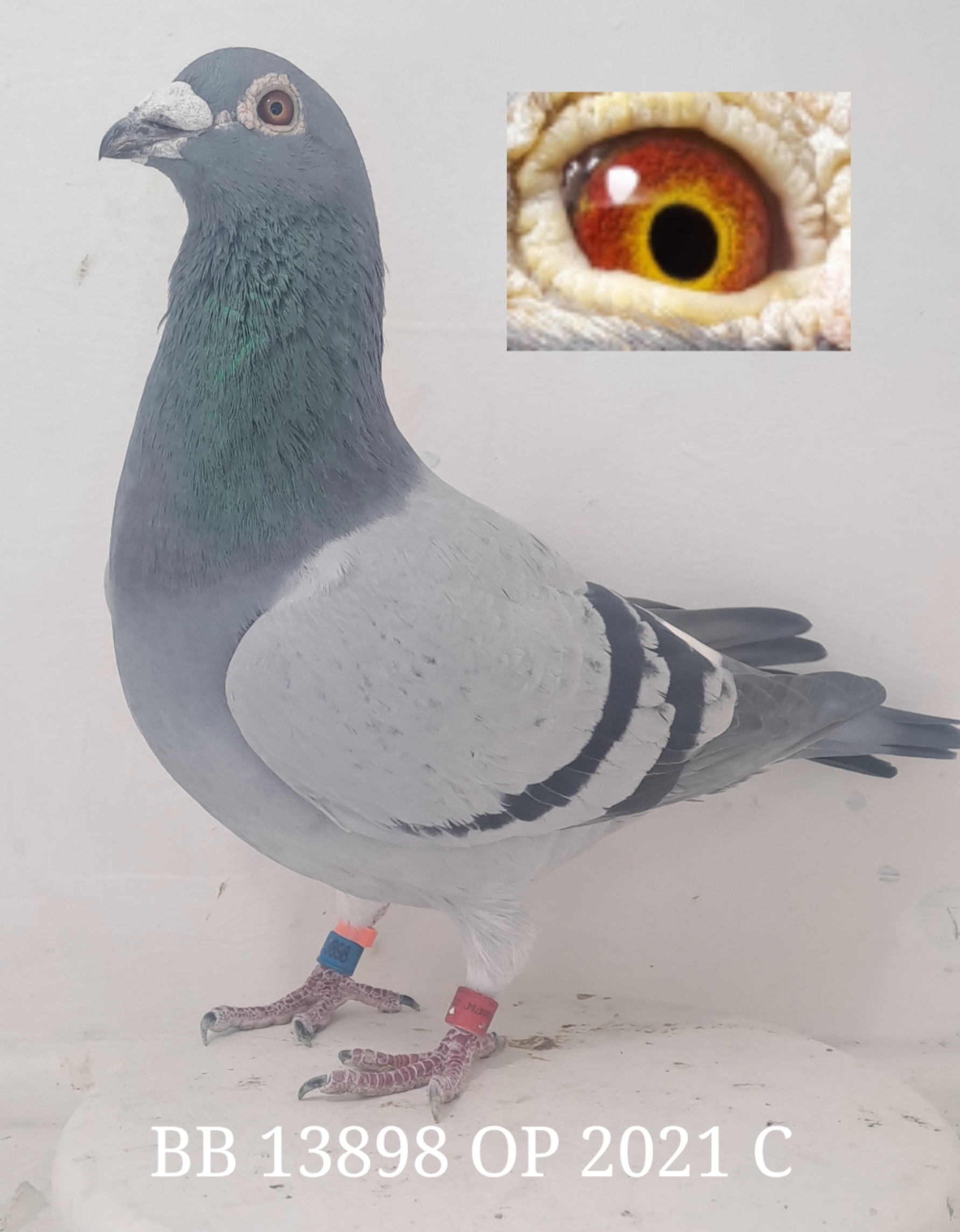 LOT 55: ZA 21 OP 13898 (C) - STUDY THE PEDIGREE - THE SIRE- IMPORTED STEFAAN LAMPRECHT - BRED ...