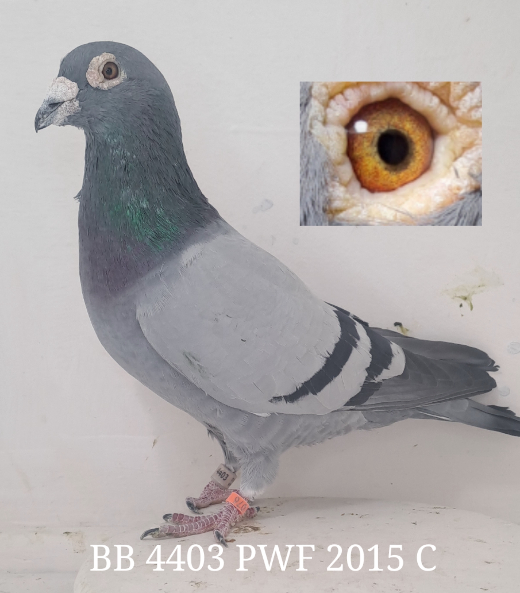 LOT 53: ZA 15 PWF 4403 (C) - Aelbrecht/Sierens/Oscar & De Rauw Sablon ...