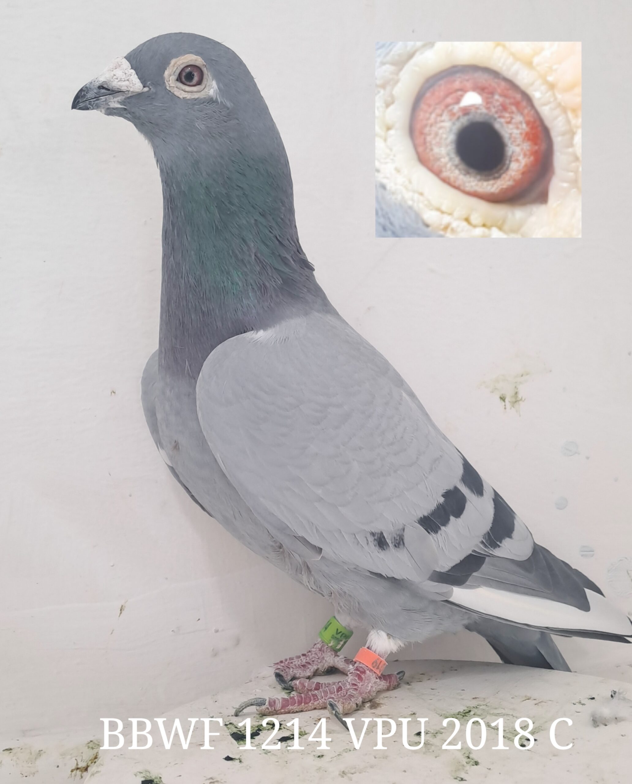 LOT 41: ZA 18 VPU 1214 (C) - "De Rauw - Sablon" - STUDY THE PEDIGREE WELL - THIS PIGEON IS BRED ...