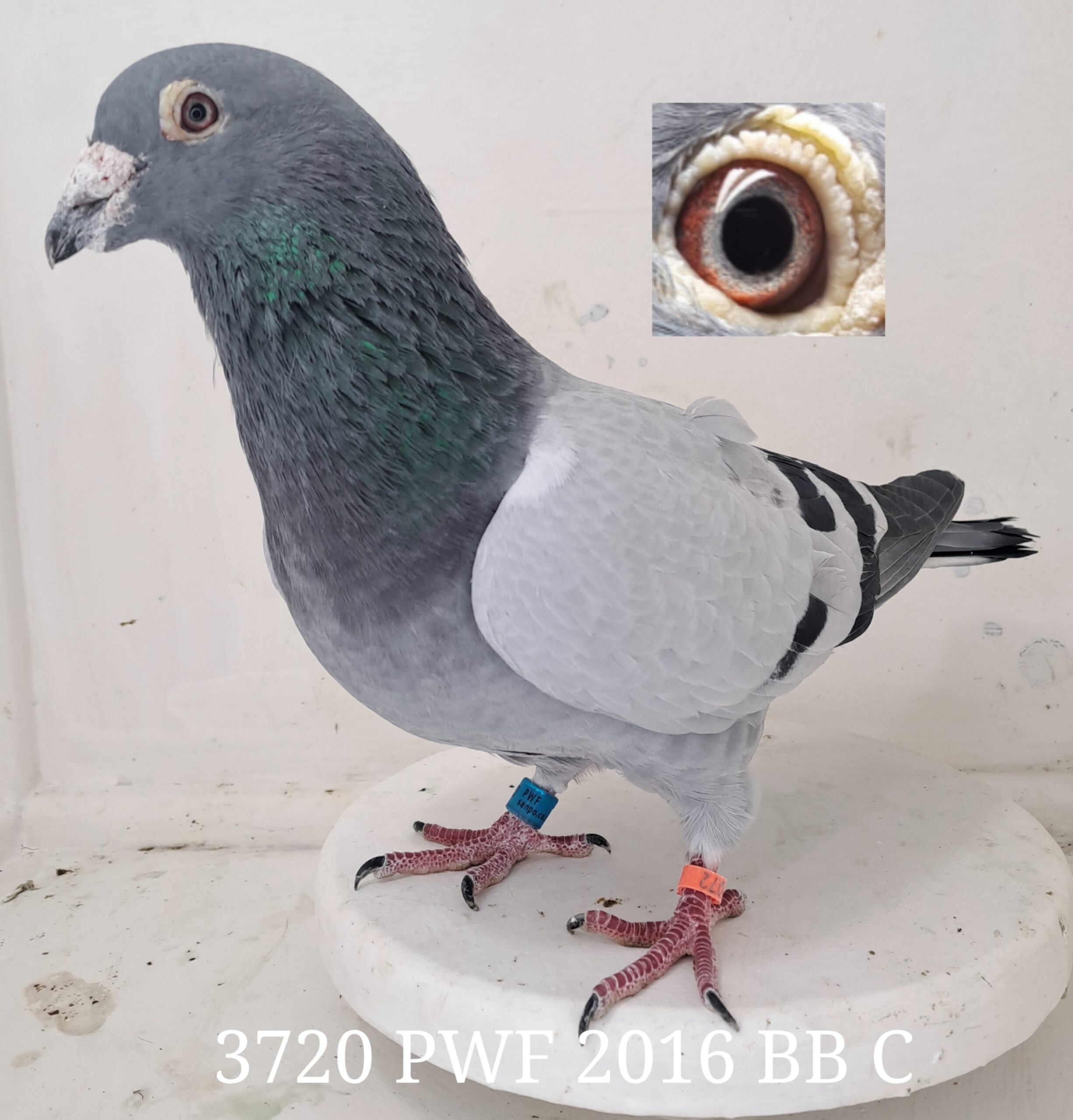 LOT 74: ZA 16 PWF 3720 (C) - Bred from the best of Cluasing, Foundation ...