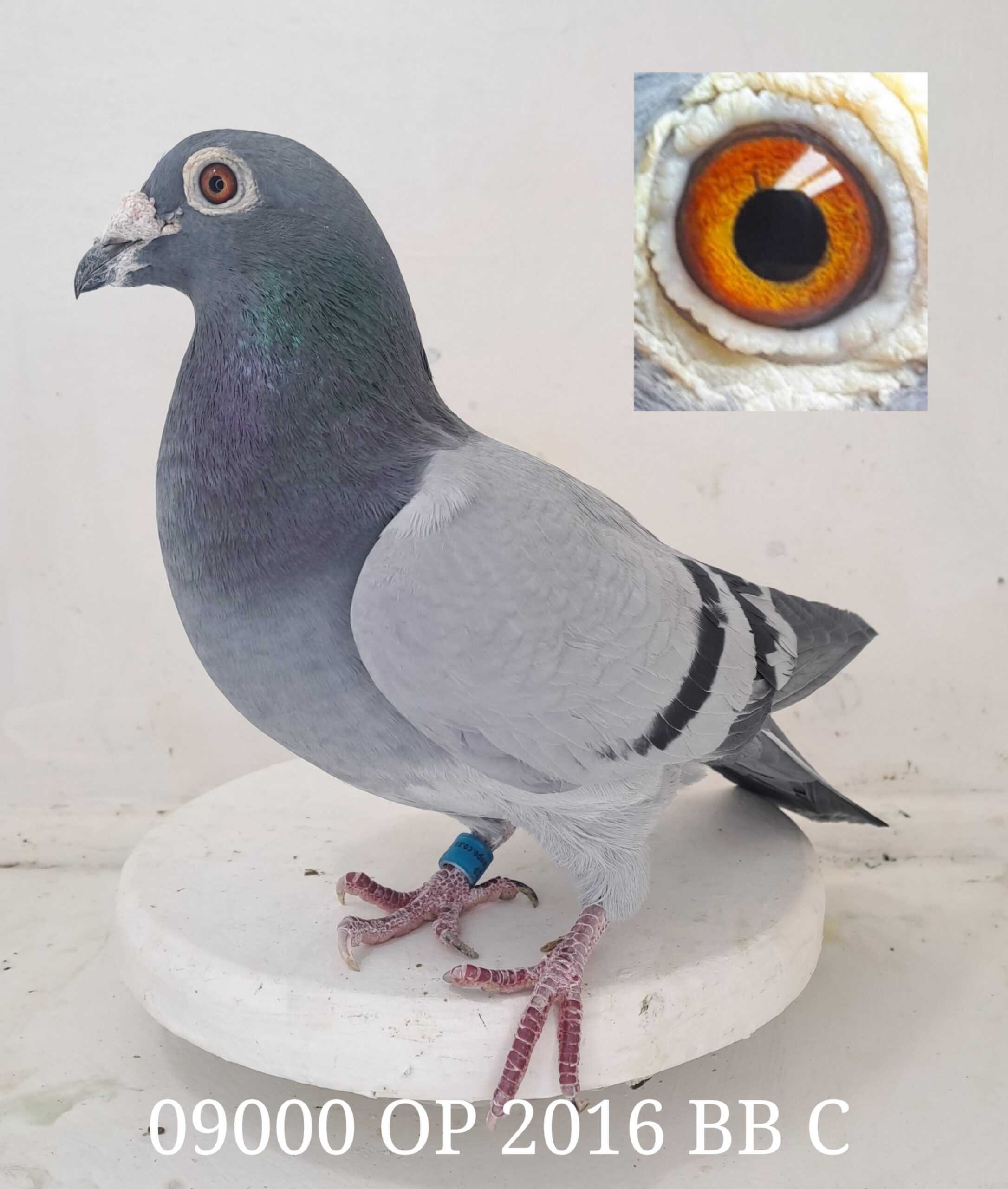 LOT 69: ZA 16 OP 09000 (C) - STUDY THE PEDIGREE - THIS PIGEON IS BRED ...