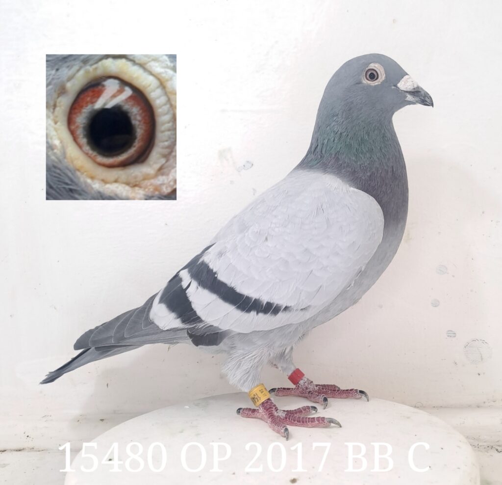 LOT 70: ZA 17 OP 15480 (C) - THE SIRE AND THE DAM ARE BOTH SUPER ...