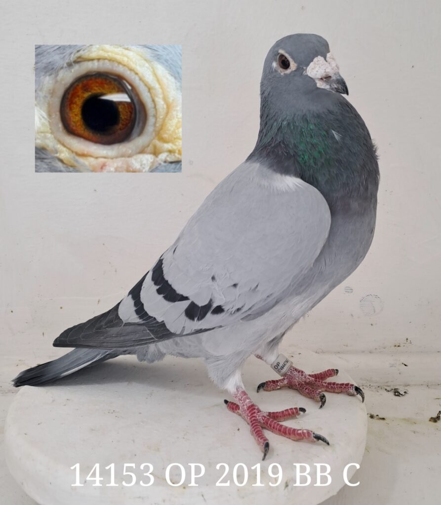 LOT 67: ZA 19 OP 14153 (C) - BRED FROM SUPER PROS ROOSEN GENETICS ...