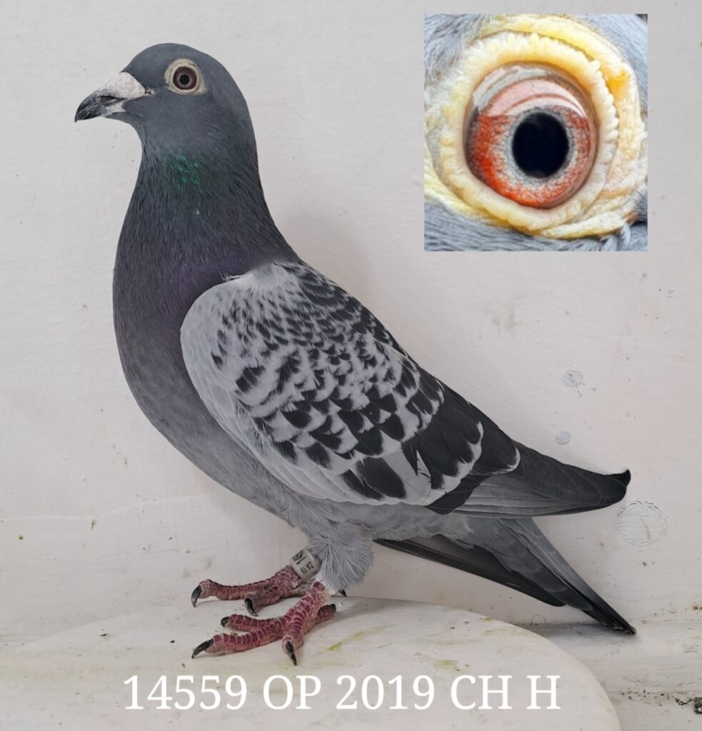 LOT 64: ZA 19 OP 14559 (H) - BRED BACK TO THE SUPER TOM LOCK PAIR ...