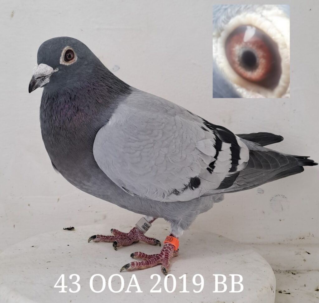 LOT 81: ZA 19 OOA 43 (H) - "De Rauw - Sablon" - WHAT A SUPER BRED PIGEON !! STUDY THE PEDIGREE ...