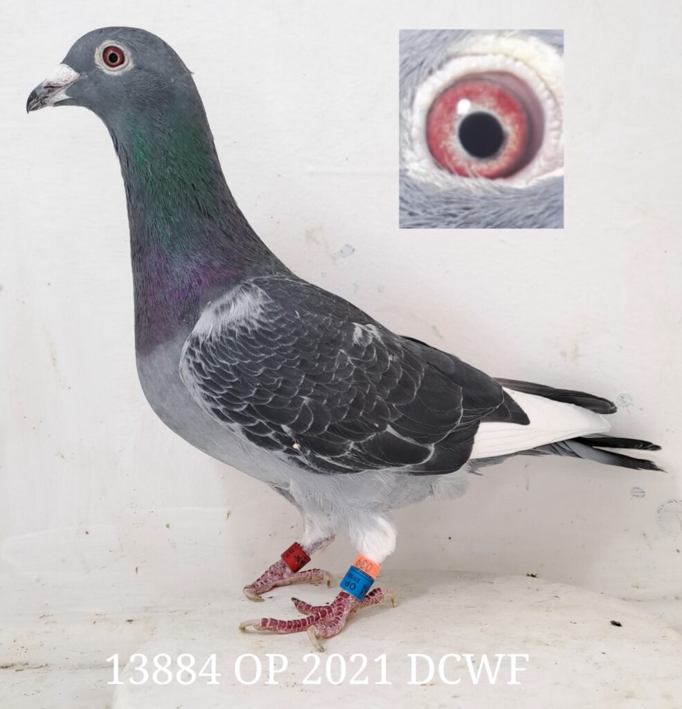 LOT 87: ZA 21 OP 13884 (H) - Kanibaal & Iraq – THE IS A SUPER BRED ...