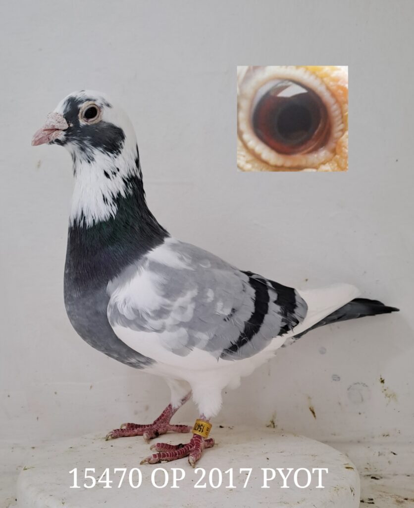 LOT 96: ZA 17 OP 15470 (C) - BRED FROM SUPER SPRITZY GENETICS - STUDY ...