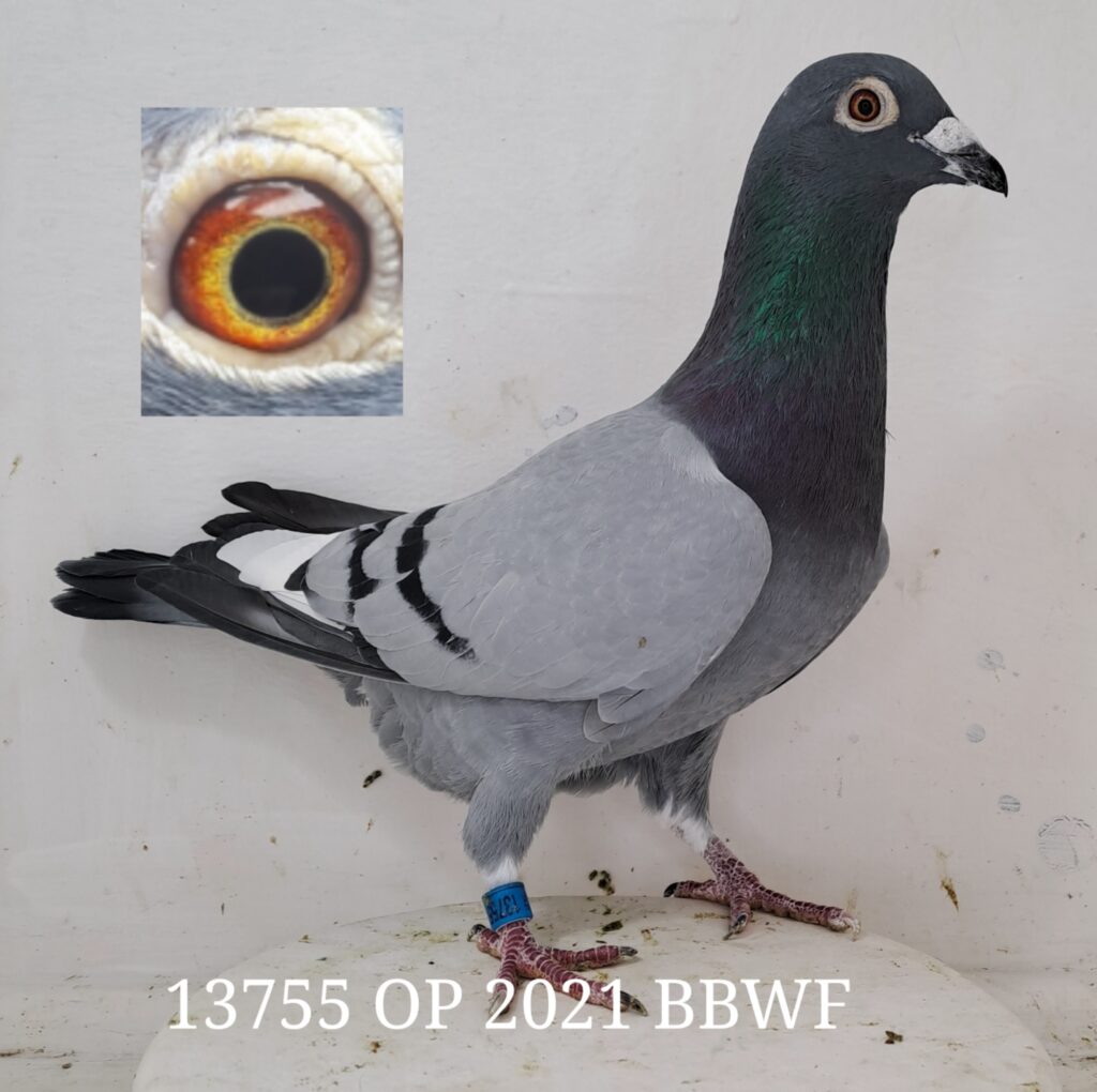 LOT 95: ZA 21 OP 13755 (C) - Tom Lock & Sablon - STUDY THE PEDIGREE ...