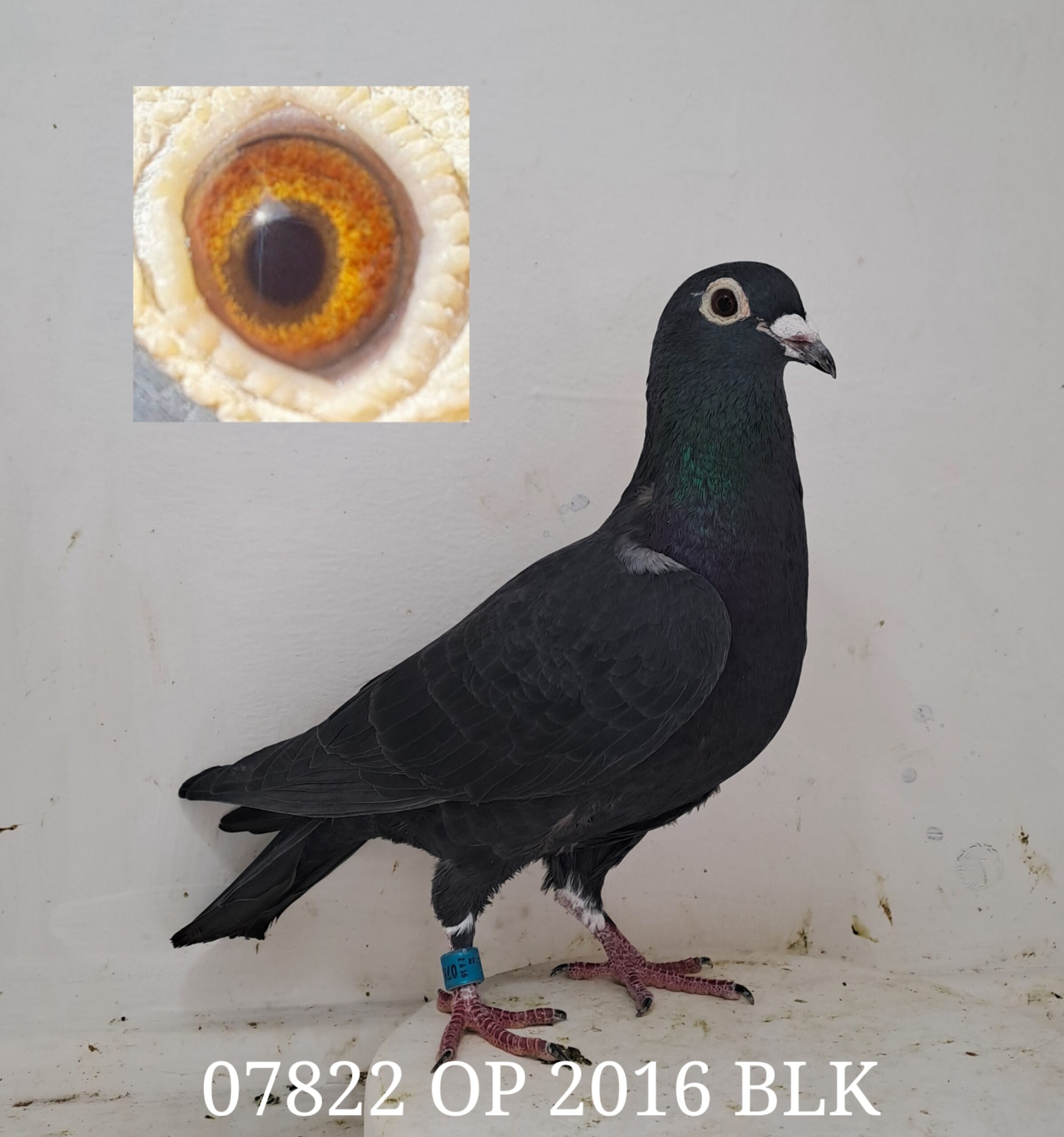 LOT 109: ZA 16 OP 07822 (H) - SUPER BRED SCHROYENS HEN - BRED BACK TO ...