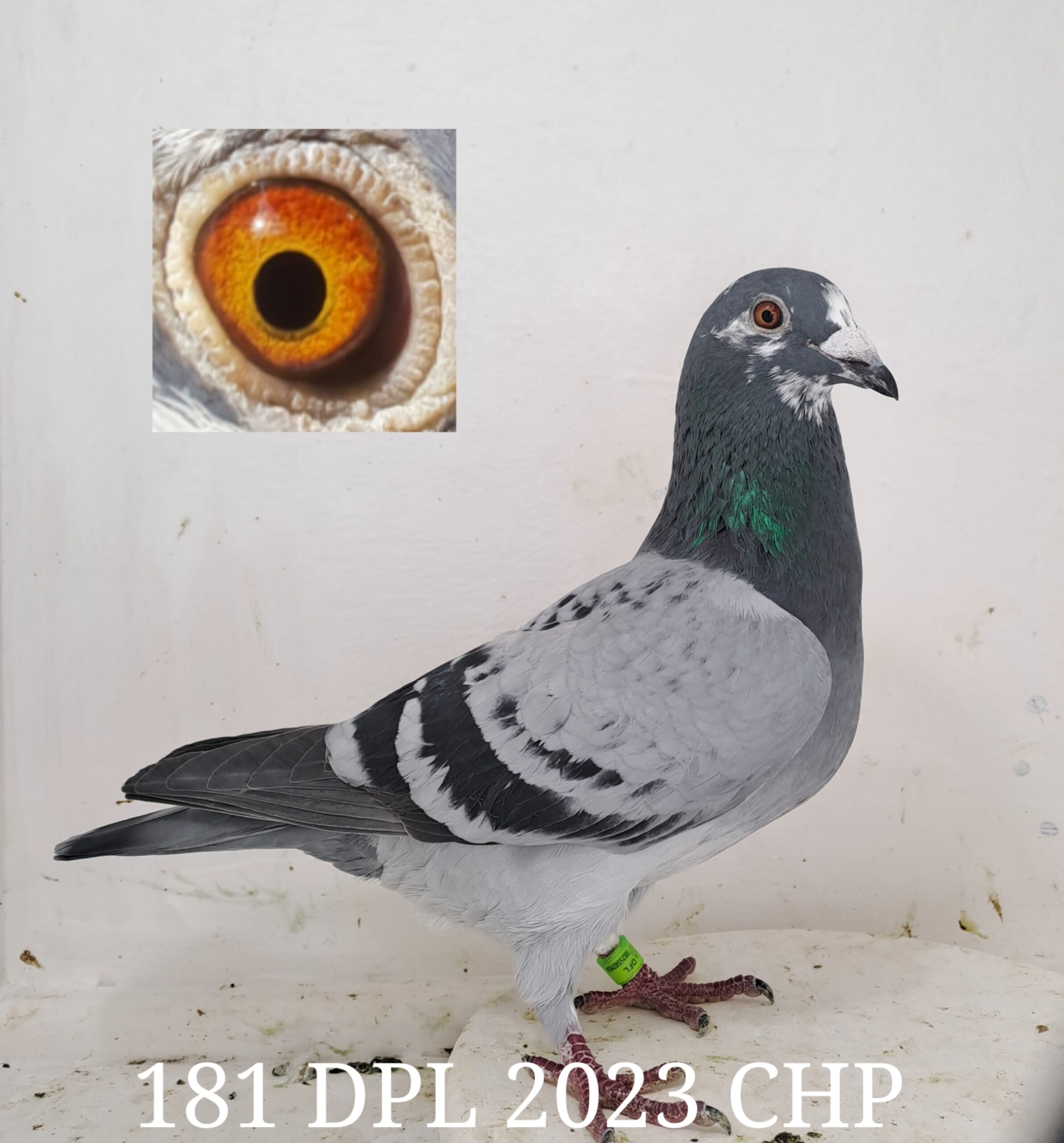 LOT 107: ZA 23 DPL 181 (H) - STUDY THE PEDIGREE WELL - THIS IS A SUPER BRED PIGEN !!! DON'T MISS ...