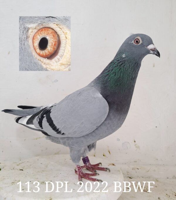 LOT 102: ZA 22 DPL 113 (H) - STUDY THE PEDIGREE - BRED BACK TO THE LEGENDARY "HARRY" - DON'T ...