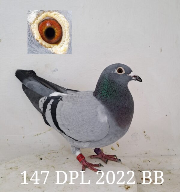 LOT 101: ZA 22 DPL 147 (H) - VANDENABEELE GABY - WHAT A SUPER BRED PIGEON !!! LINEBRED TO : This ...