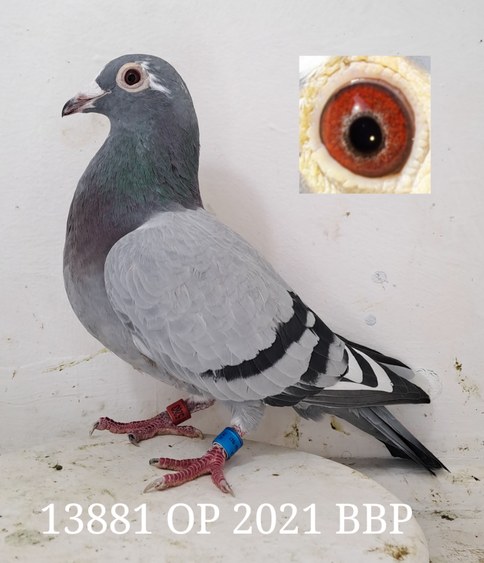 LOT 100: ZA 21 OP 13881 (H) - "Kittel" - WHAT A SUPER BRED PIGEON ...