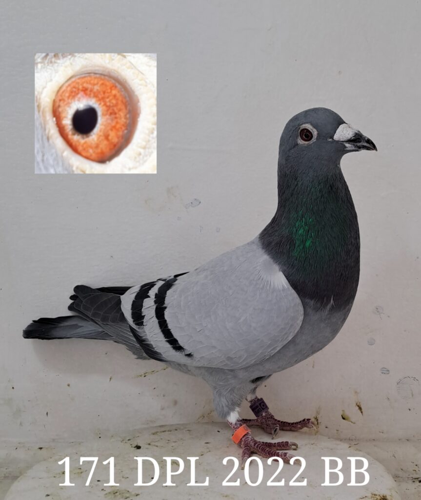 LOT 120: ZA 22 DPL 171 (C) - !!!!STUDY THE PEDIGREE!!! - BRED BACK TO "HARRY" AND "BIRDY" - THE ...