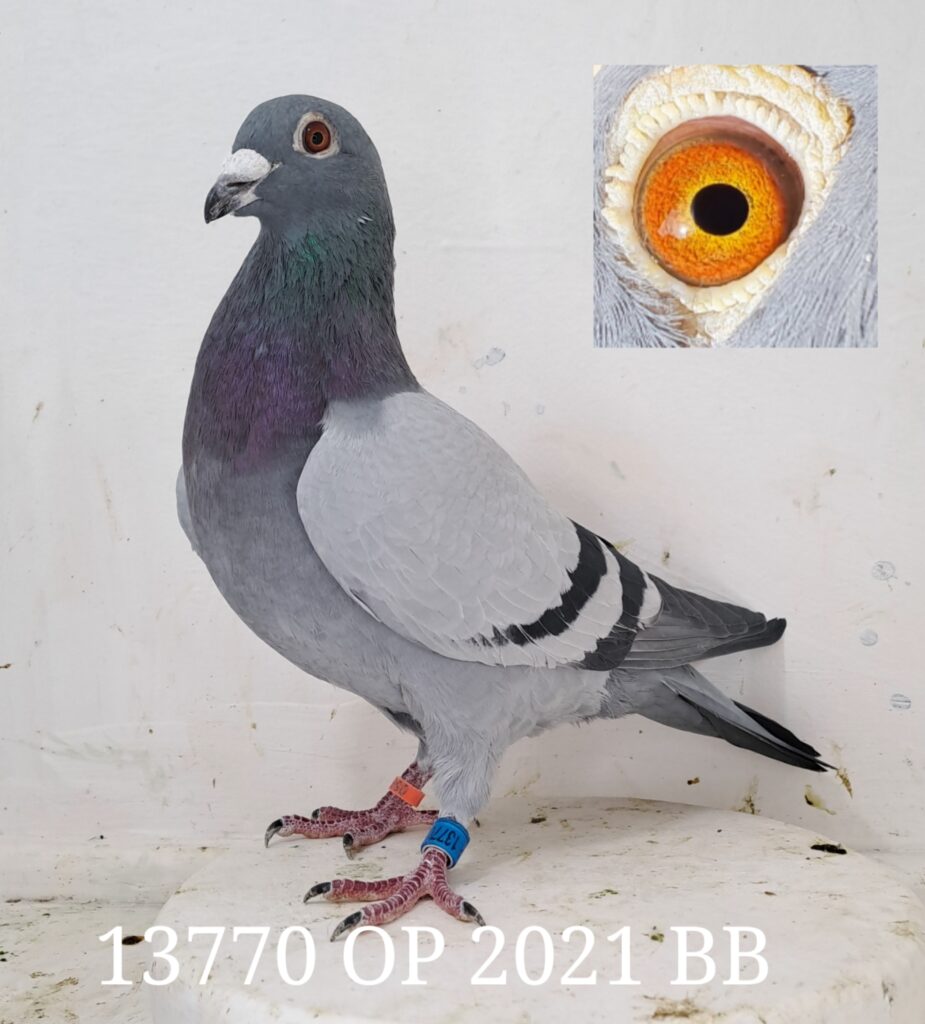 LOT 116: ZA 21 OP 13770 (C) - Diesel Power Lofts - STUDY THE PEDIGREE !!! - THE SIRE - Father is ...