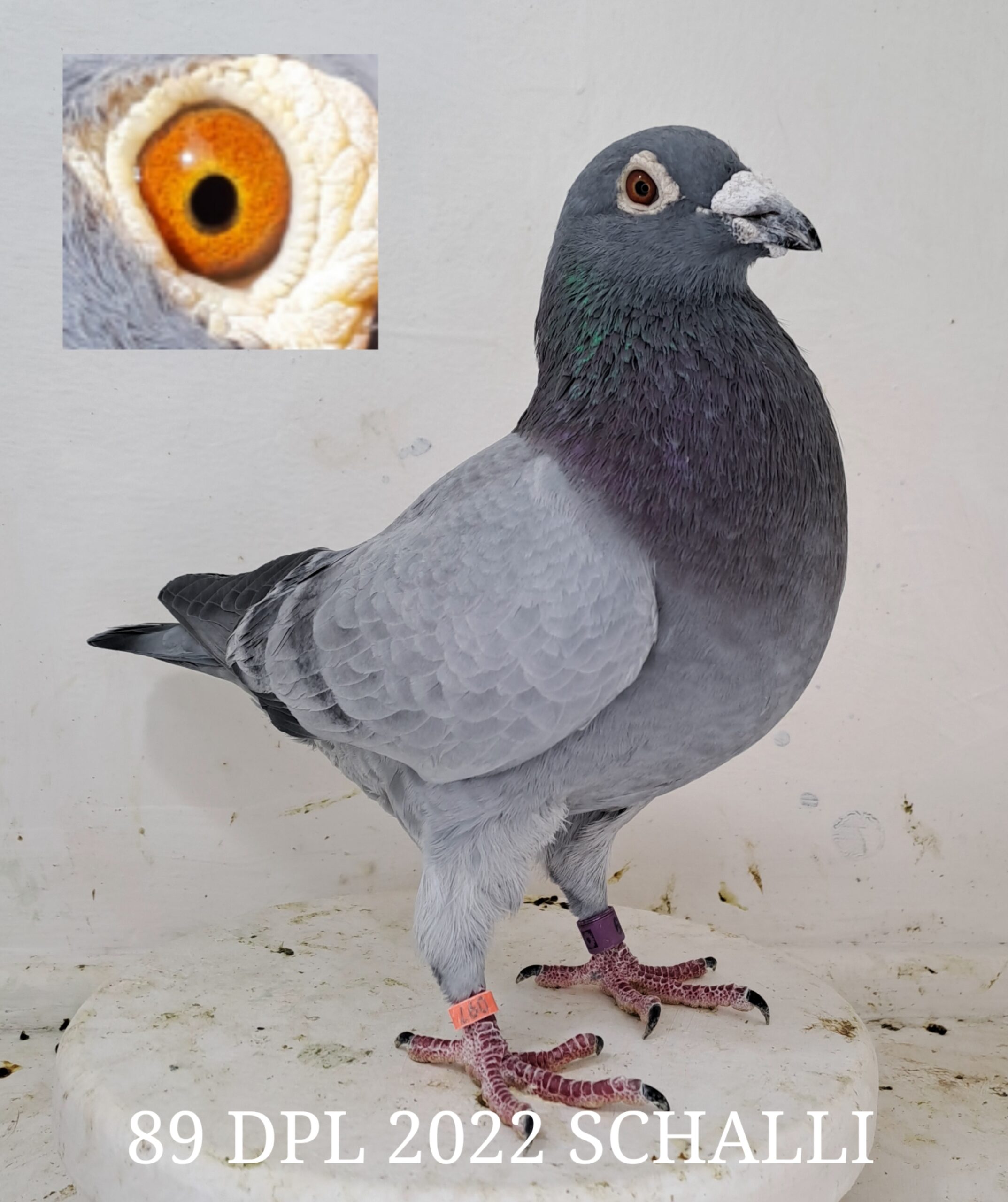 LOT 112: ZA 22 DPL 89 (C) - Diesel Power Lofts - BRED FROM SUPER GENETICS !! - THE SIRE - SUPER ...